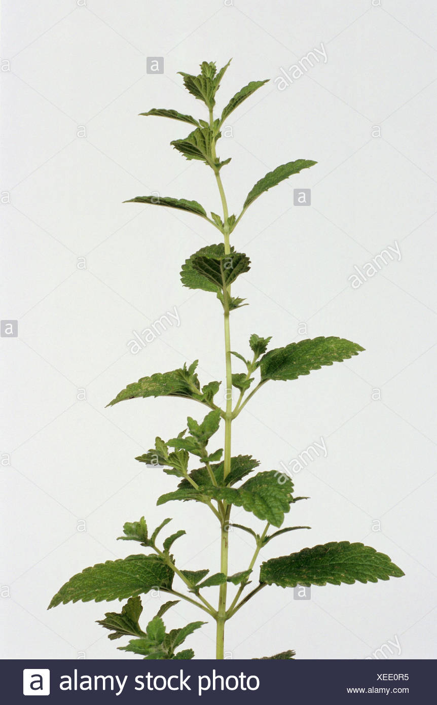 Melissa Officinalis Lemon Balm High Resolution Stock Photography and ...
