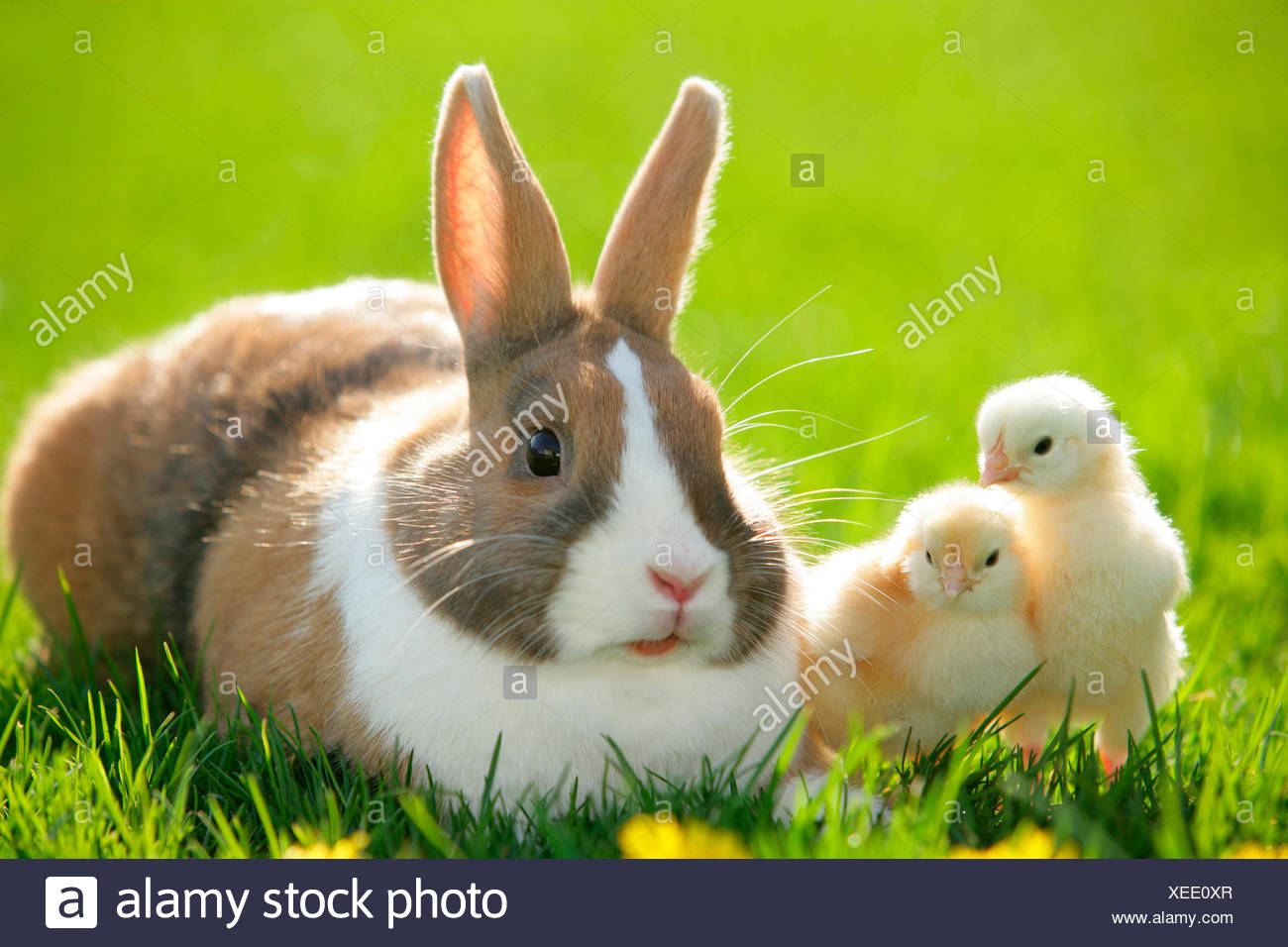 Netherland Dwarf Rabbit Grass High Resolution Stock Photography and ...