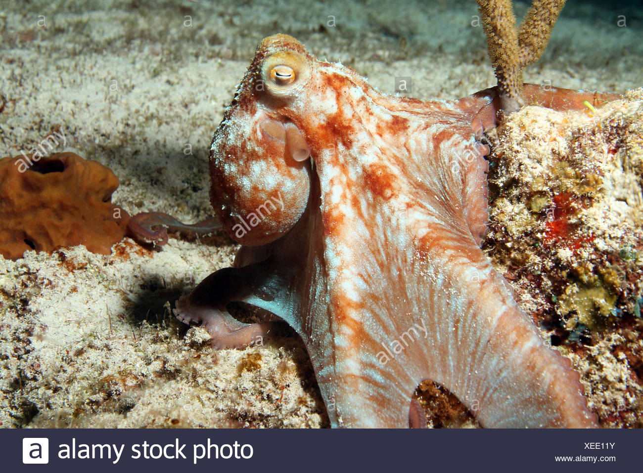 Reef Octopus High Resolution Stock Photography and Images - Alamy