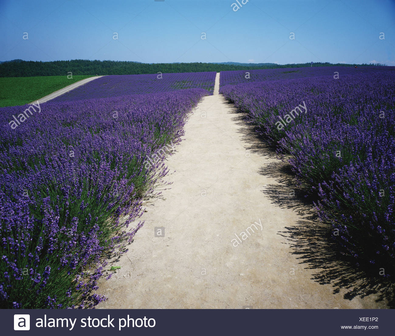 Halla Mountain Stock Photos & Halla Mountain Stock Images - Alamy