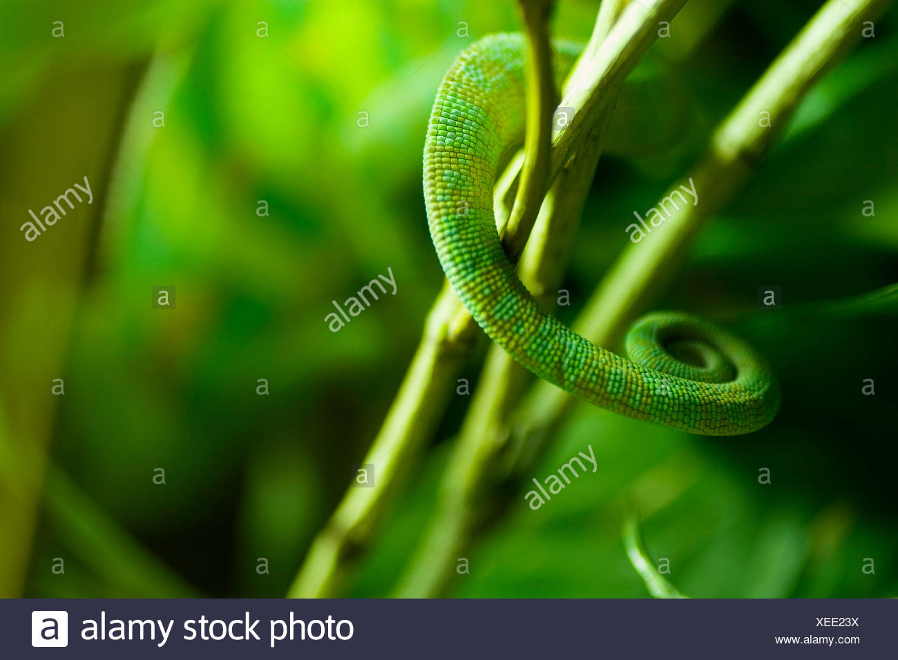 Green Tail High Resolution Stock Photography and Images - Alamy
