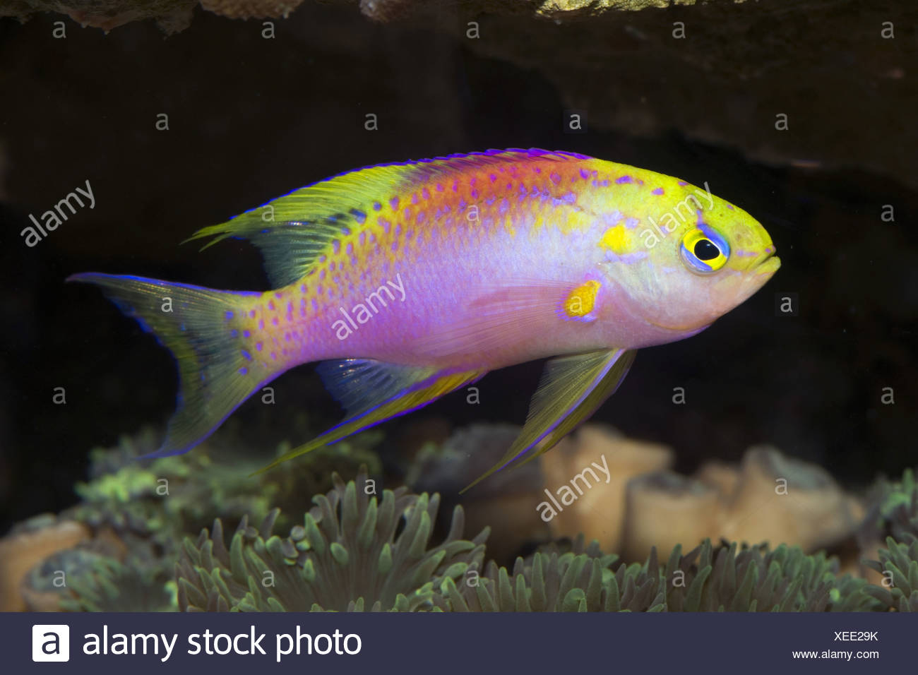 Ventralis High Resolution Stock Photography and Images - Alamy