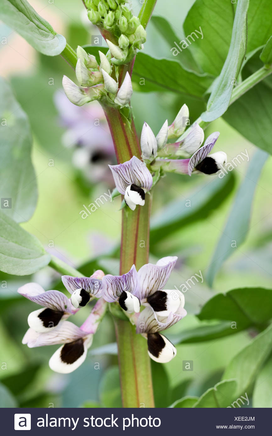 Bean Flower High Resolution Stock Photography and Images - Alamy