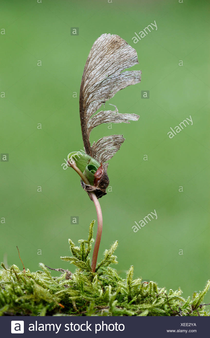 Sycamore Seedling Stock Photos & Sycamore Seedling Stock Images - Alamy