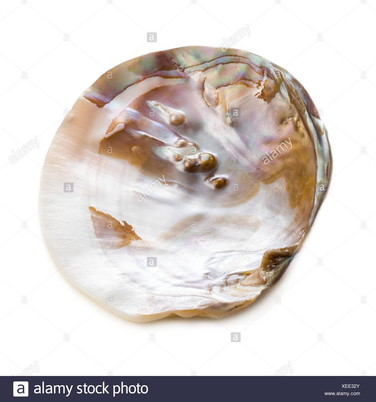 White Pearl Oyster High Resolution Stock Photography and Images - Alamy