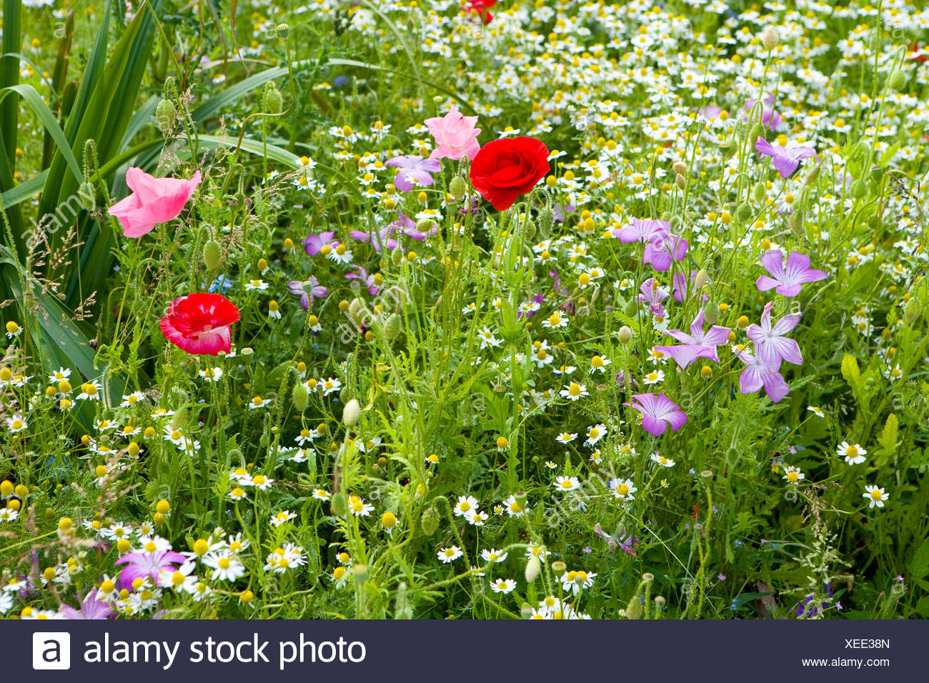 Arable Weed High Resolution Stock Photography and Images - Alamy