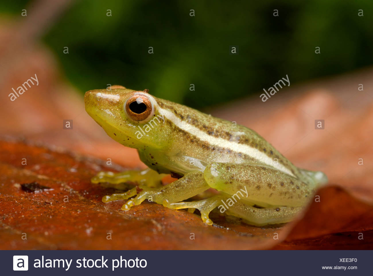 African Reed Frogs Stock Photos & African Reed Frogs Stock Images - Alamy