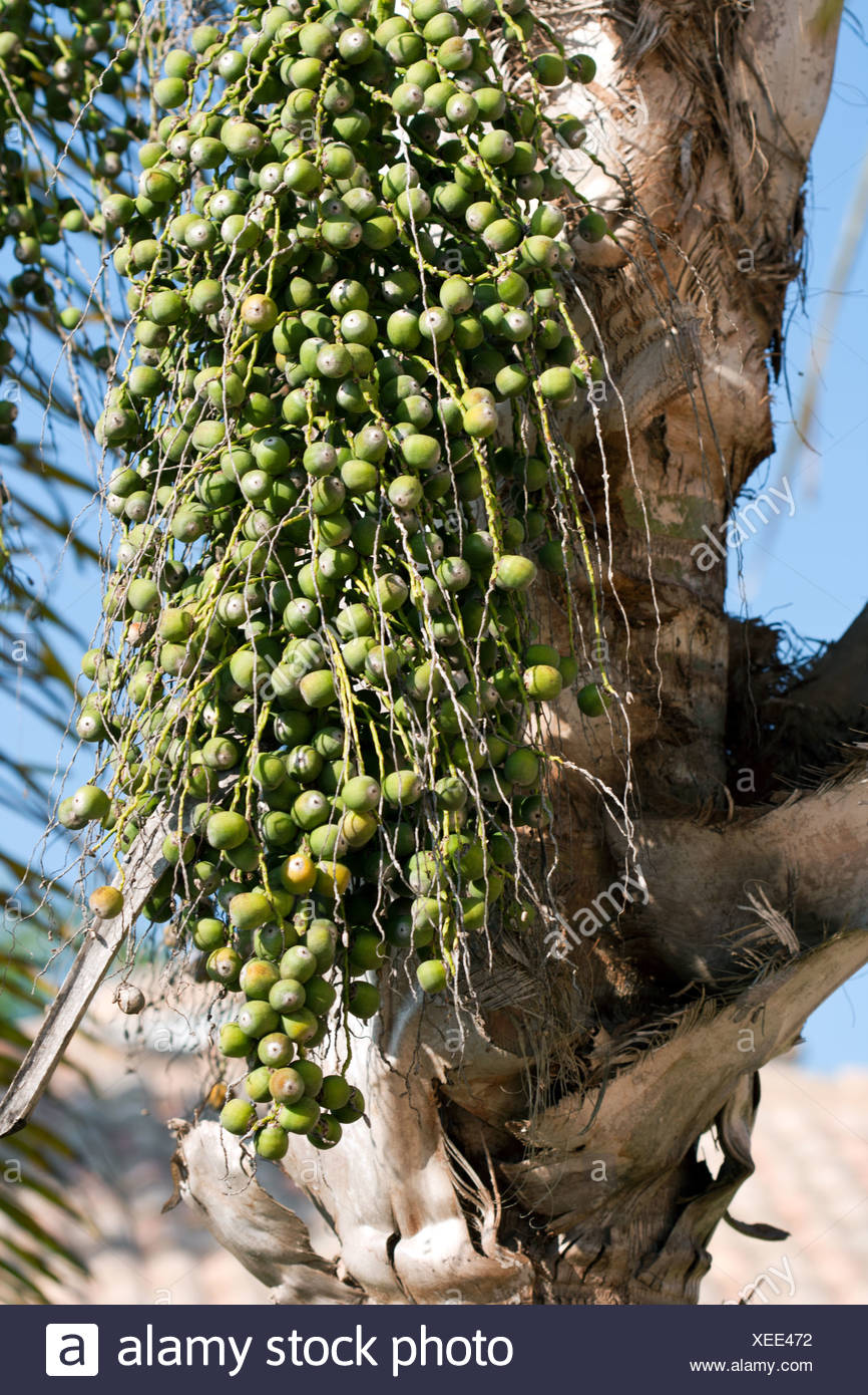 Palm Fruits Stock Photos & Palm Fruits Stock Images - Alamy