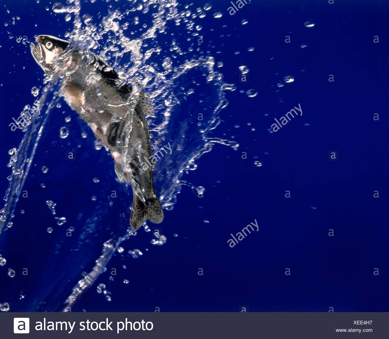 Trout Jumping High Resolution Stock Photography and Images - Alamy
