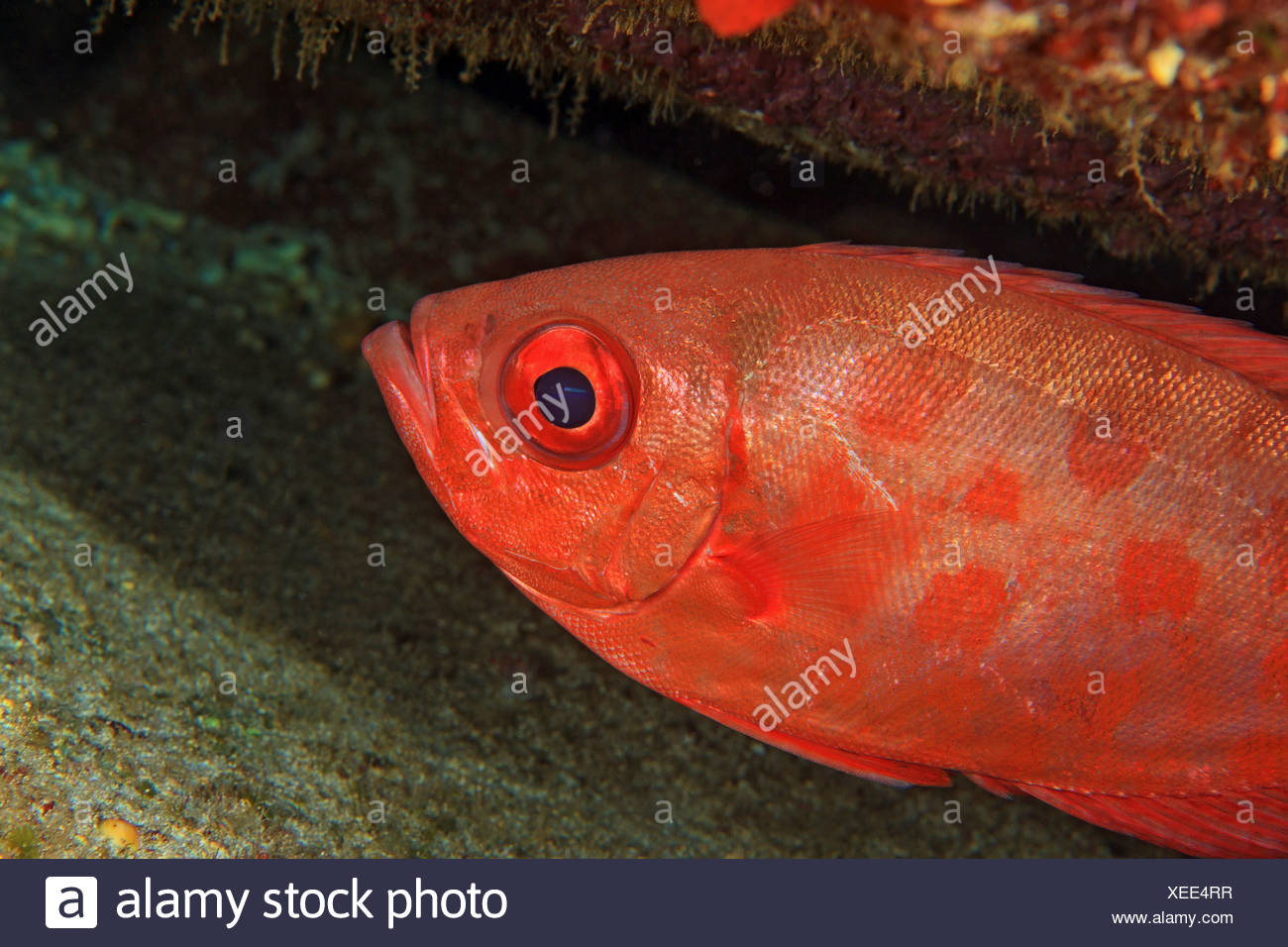 Glasseye Snapper High Resolution Stock Photography and Images - Alamy