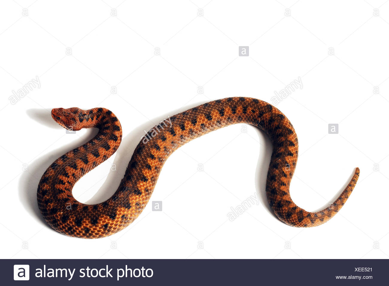 Asp Snake Stock Photos & Asp Snake Stock Images - Alamy