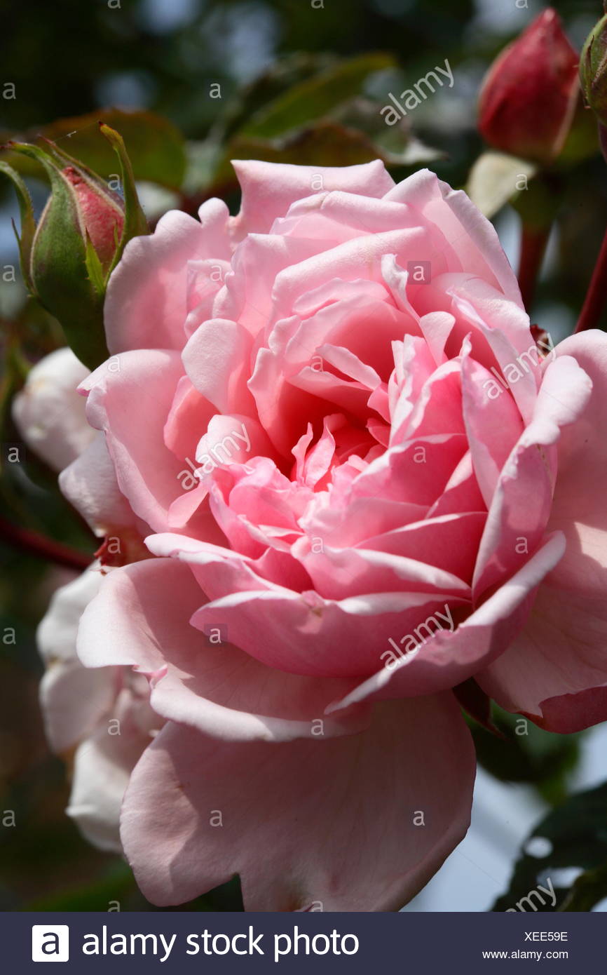 Albertine Rose High Resolution Stock Photography and Images - Alamy