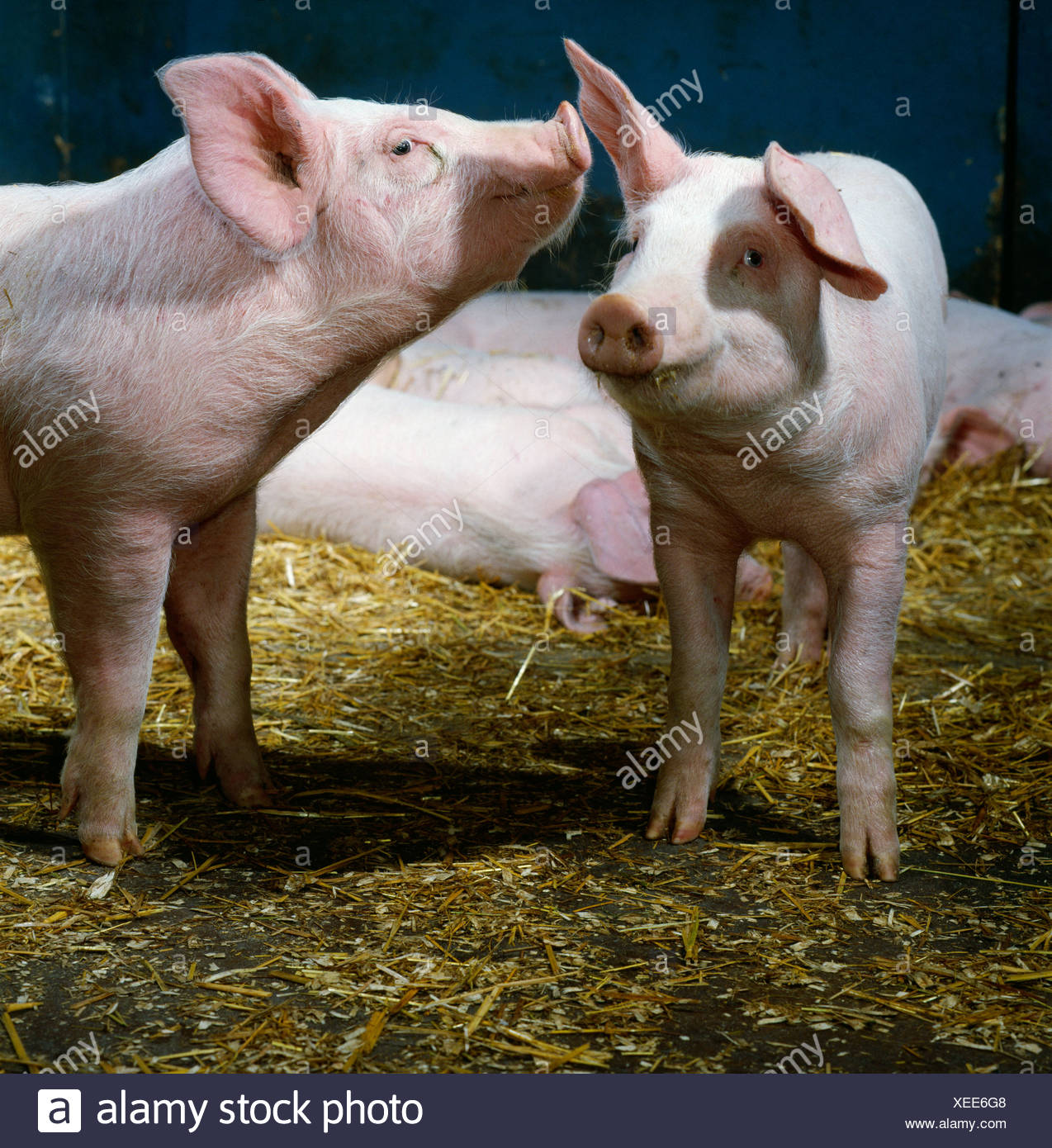 Yorkshire Landrace Piglets Stock Photos & Yorkshire Landrace Piglets ...