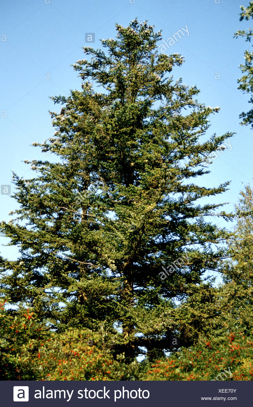 Nikko Fir High Resolution Stock Photography and Images - Alamy