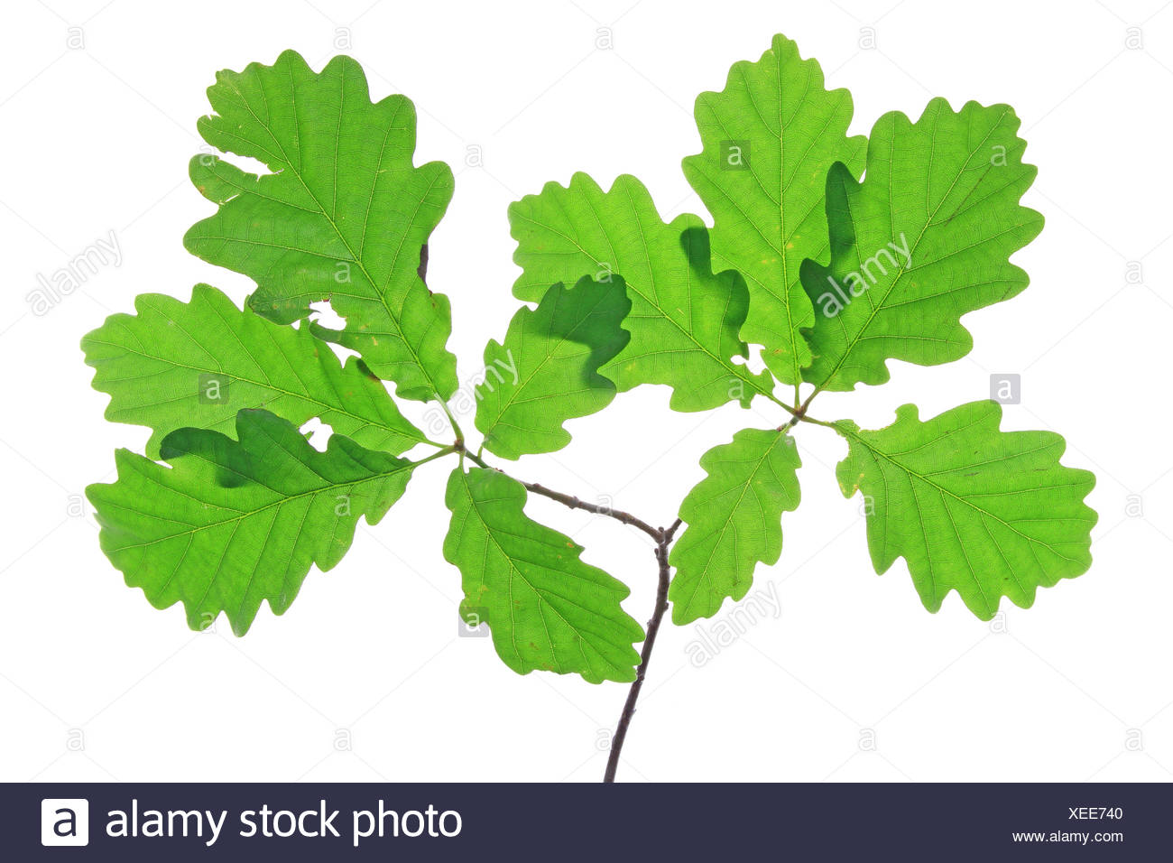 Quercus Leaves High Resolution Stock Photography and Images - Alamy