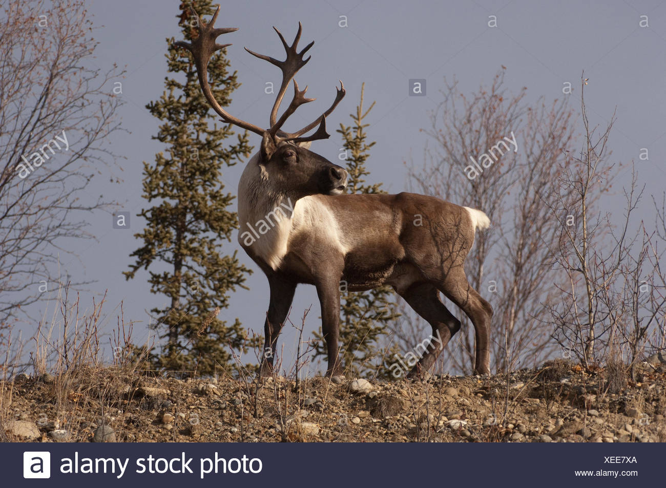 Caribou Rangifer Tarandus Male Side High Resolution Stock Photography ...
