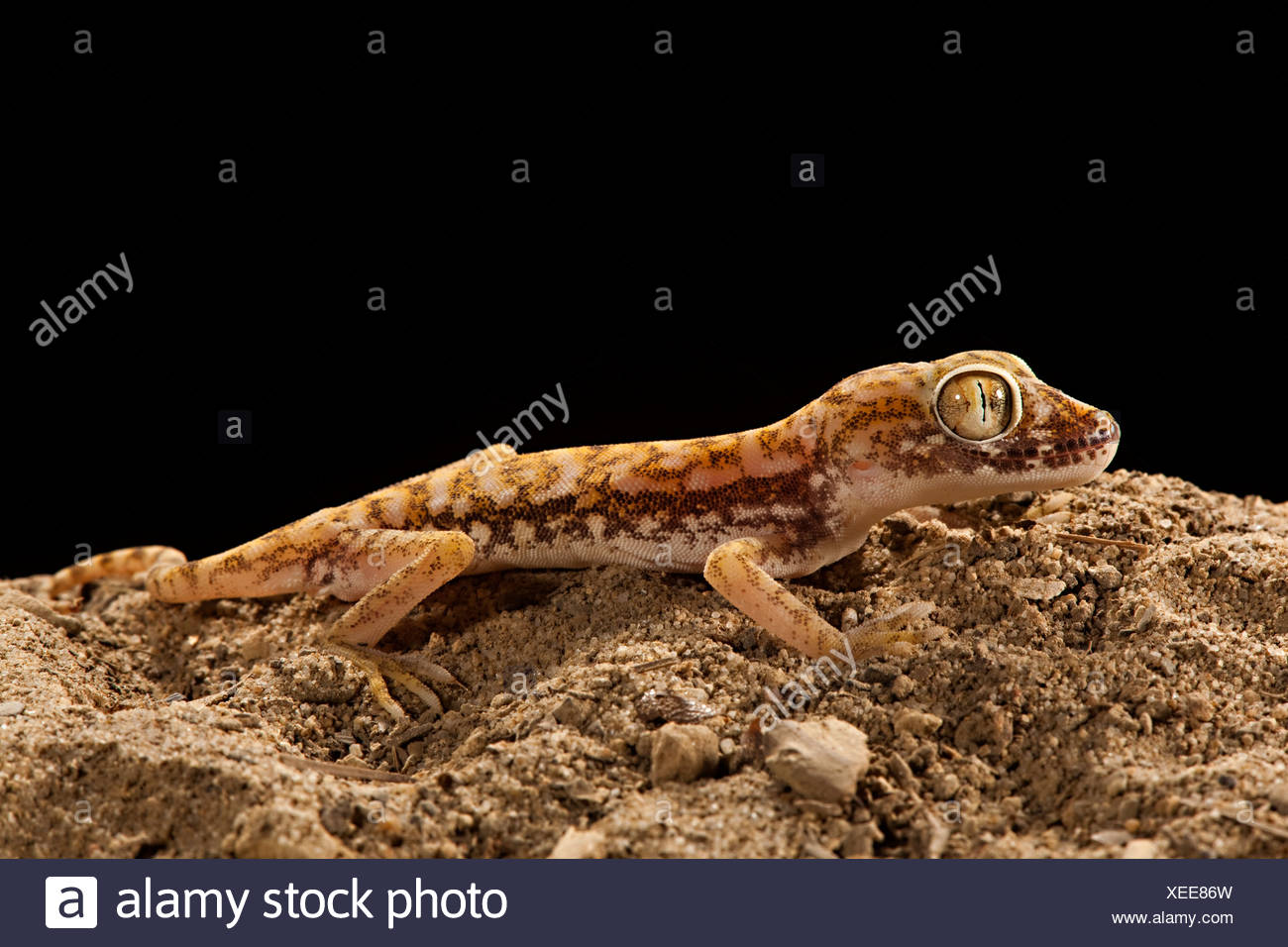 Fat Animals High Resolution Stock Photography and Images - Alamy
