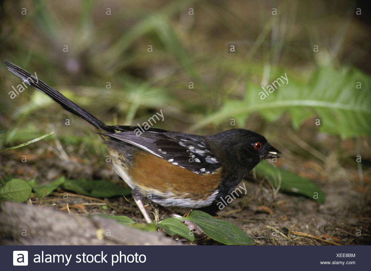 Rufous Sided Towhee High Resolution Stock Photography and Images - Alamy