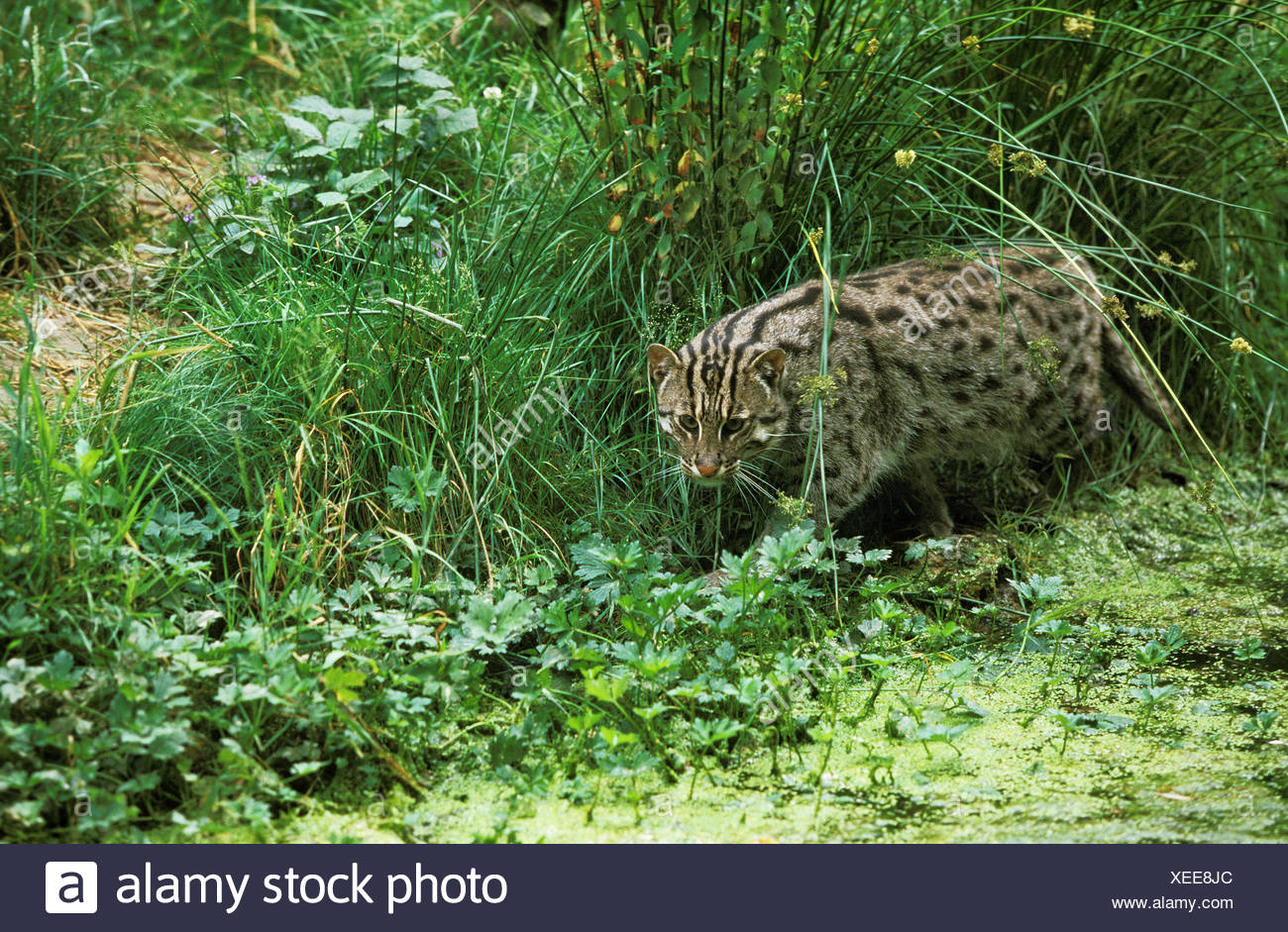 Swamp Cats High Resolution Stock Photography and Images - Alamy