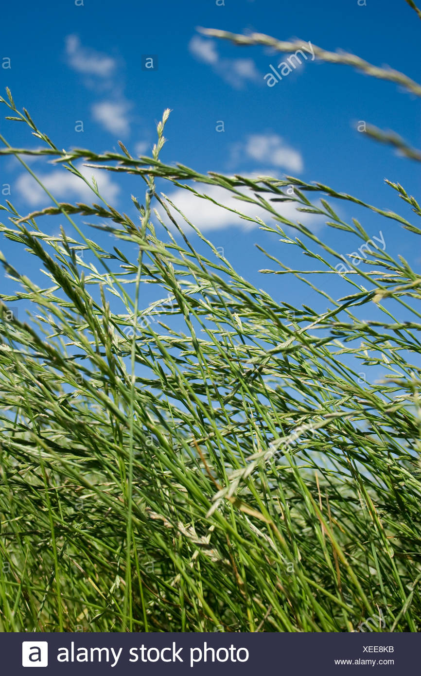 Italian Ryegrass Lolium Multiflorum Plant High Resolution Stock ...