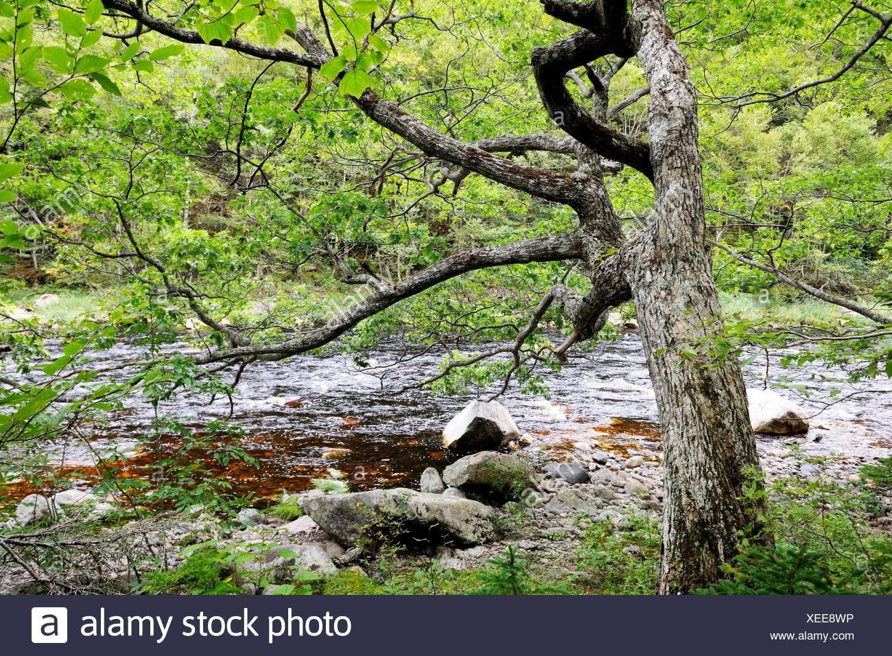 Botany Oak High Resolution Stock Photography and Images - Alamy