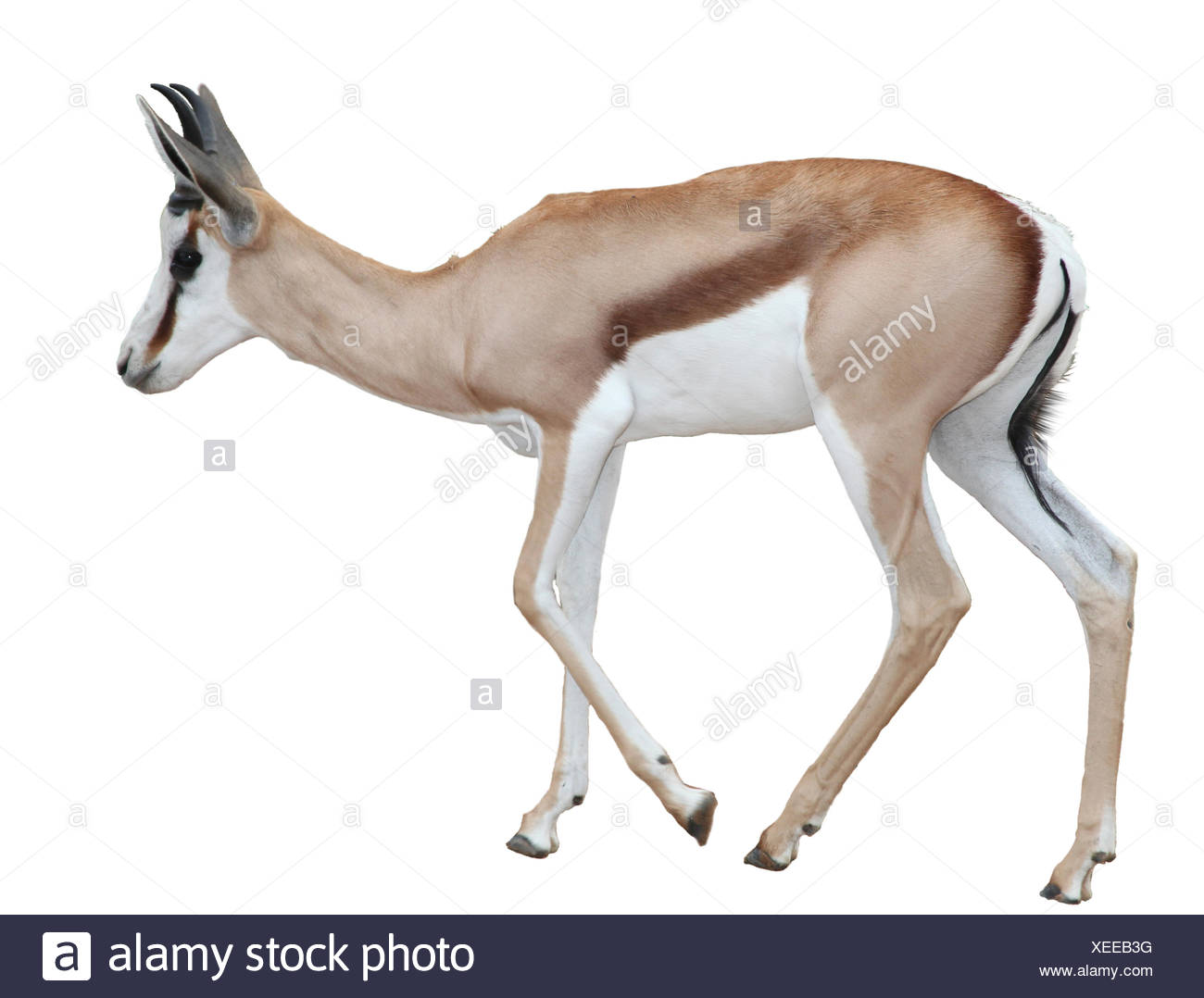 Springbok Cut Out Stock Images & Pictures - Alamy
