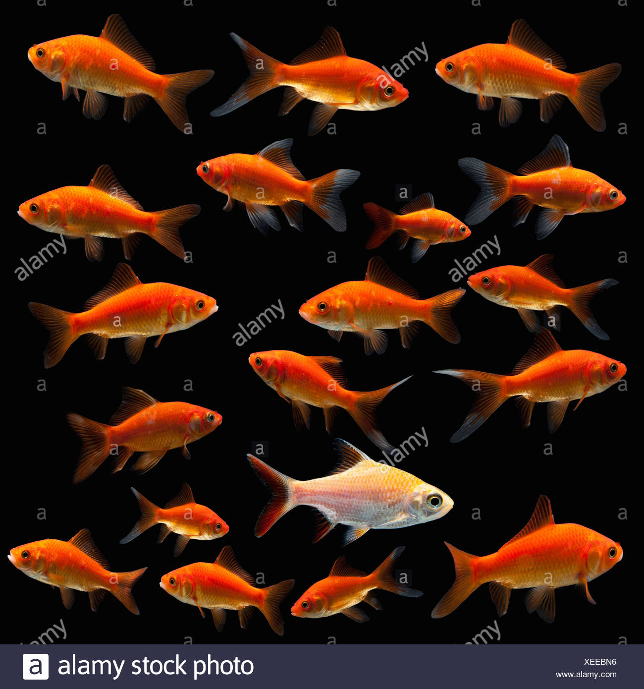 Gold Fish Cutout High Resolution Stock Photography and Images - Alamy