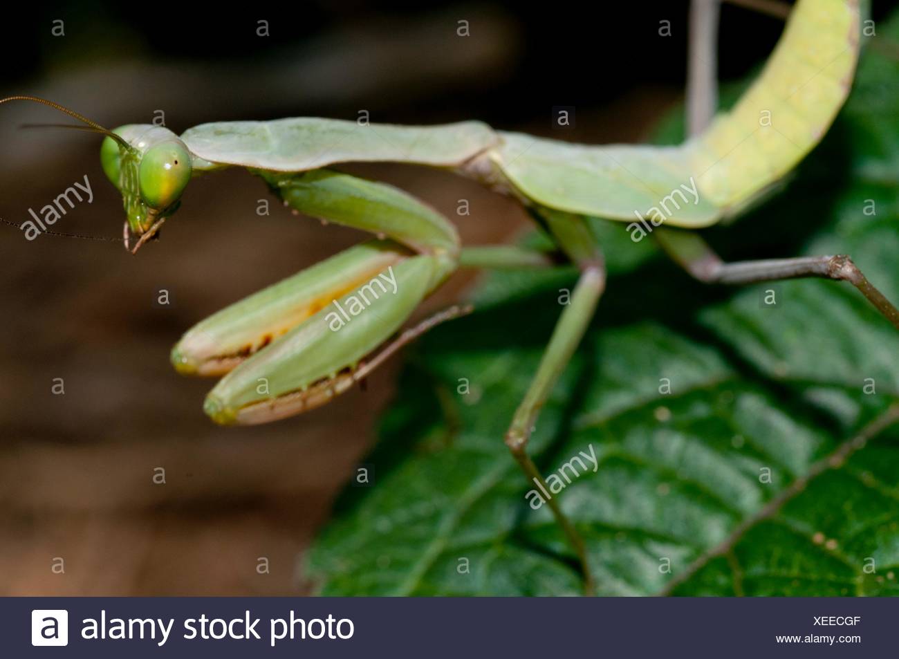Mantodea Stock Photos & Mantodea Stock Images - Alamy
