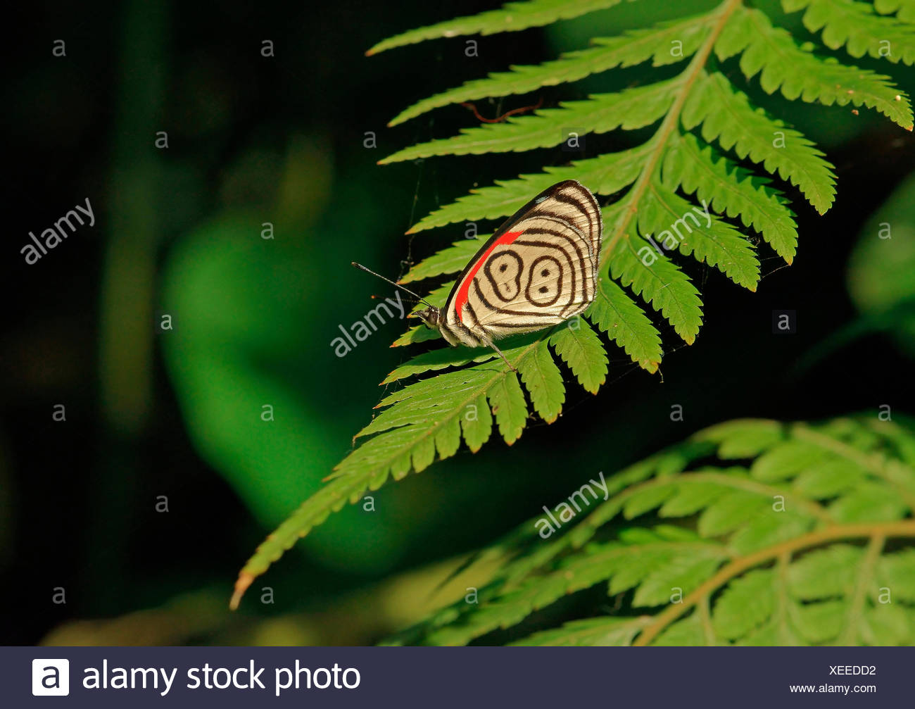Diaethria Anna High Resolution Stock Photography and Images - Alamy