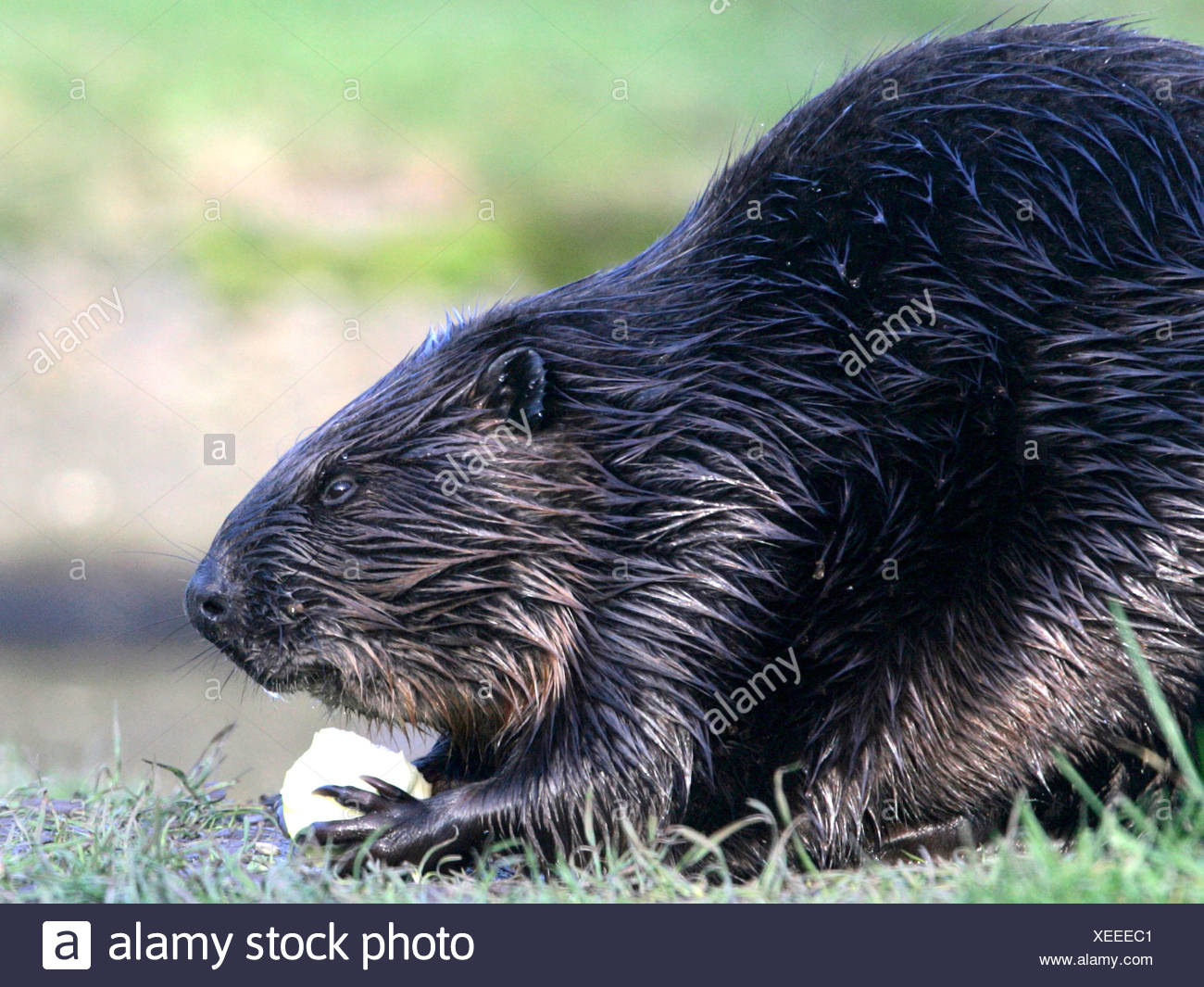 Beaver Eating Stock Photos & Beaver Eating Stock Images - Alamy