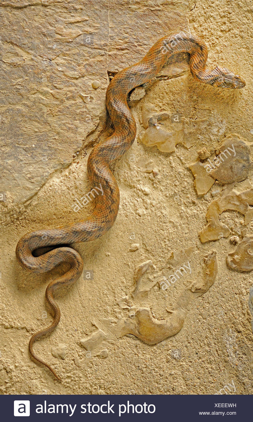 Creeping Snakes High Resolution Stock Photography and Images - Alamy