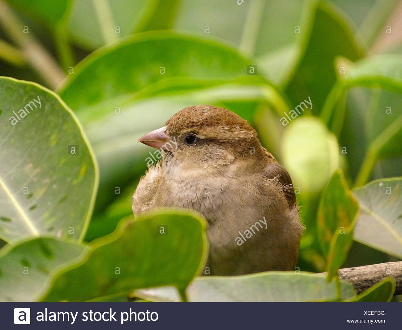Jack Sparrow High Resolution Stock Photography and Images - Alamy