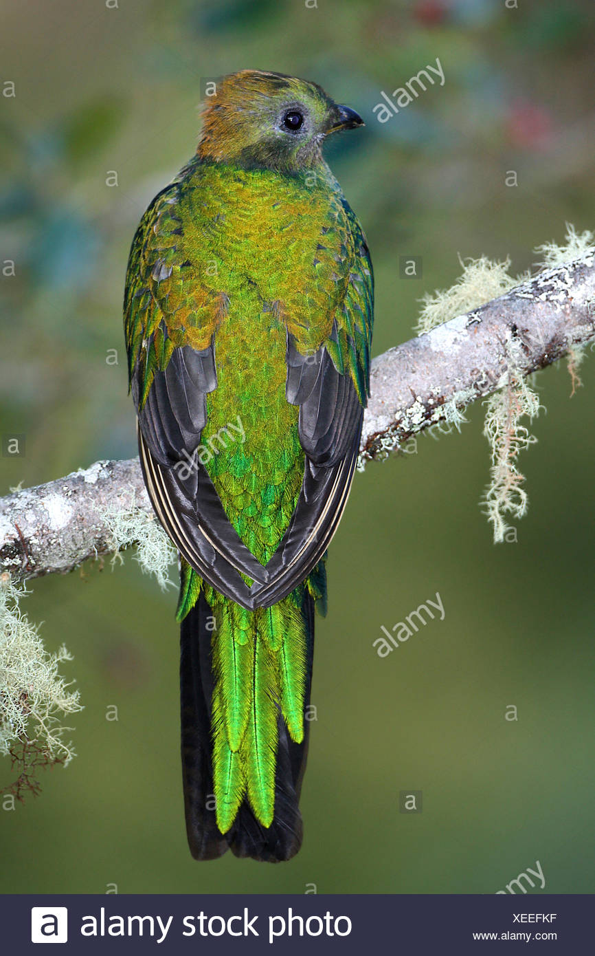 Female Quetzal High Resolution Stock Photography and Images - Alamy