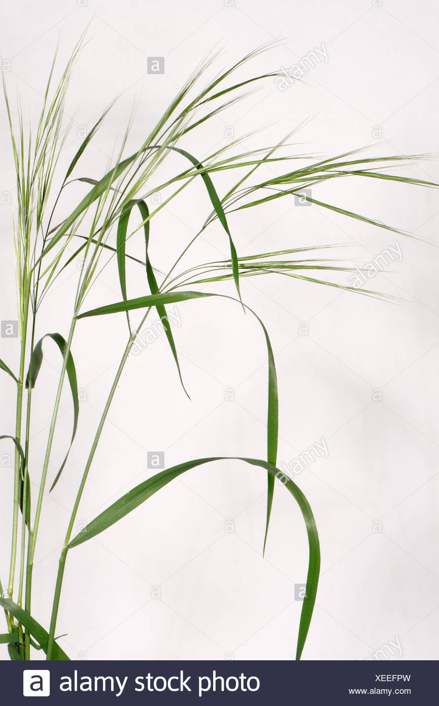 Sterile Grass High Resolution Stock Photography and Images - Alamy