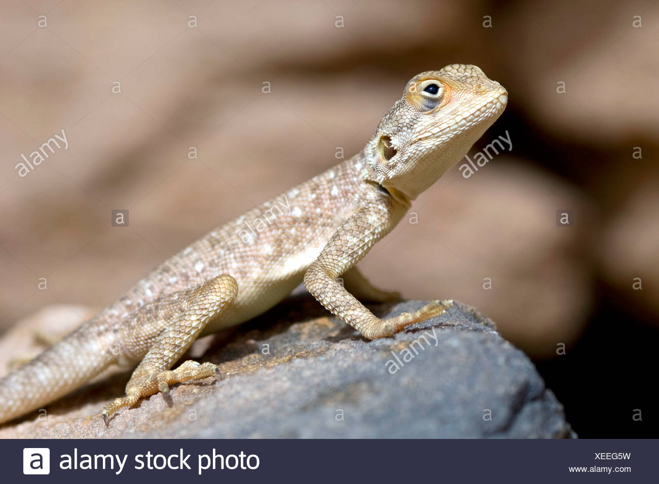 Agama Planiceps High Resolution Stock Photography and Images - Alamy