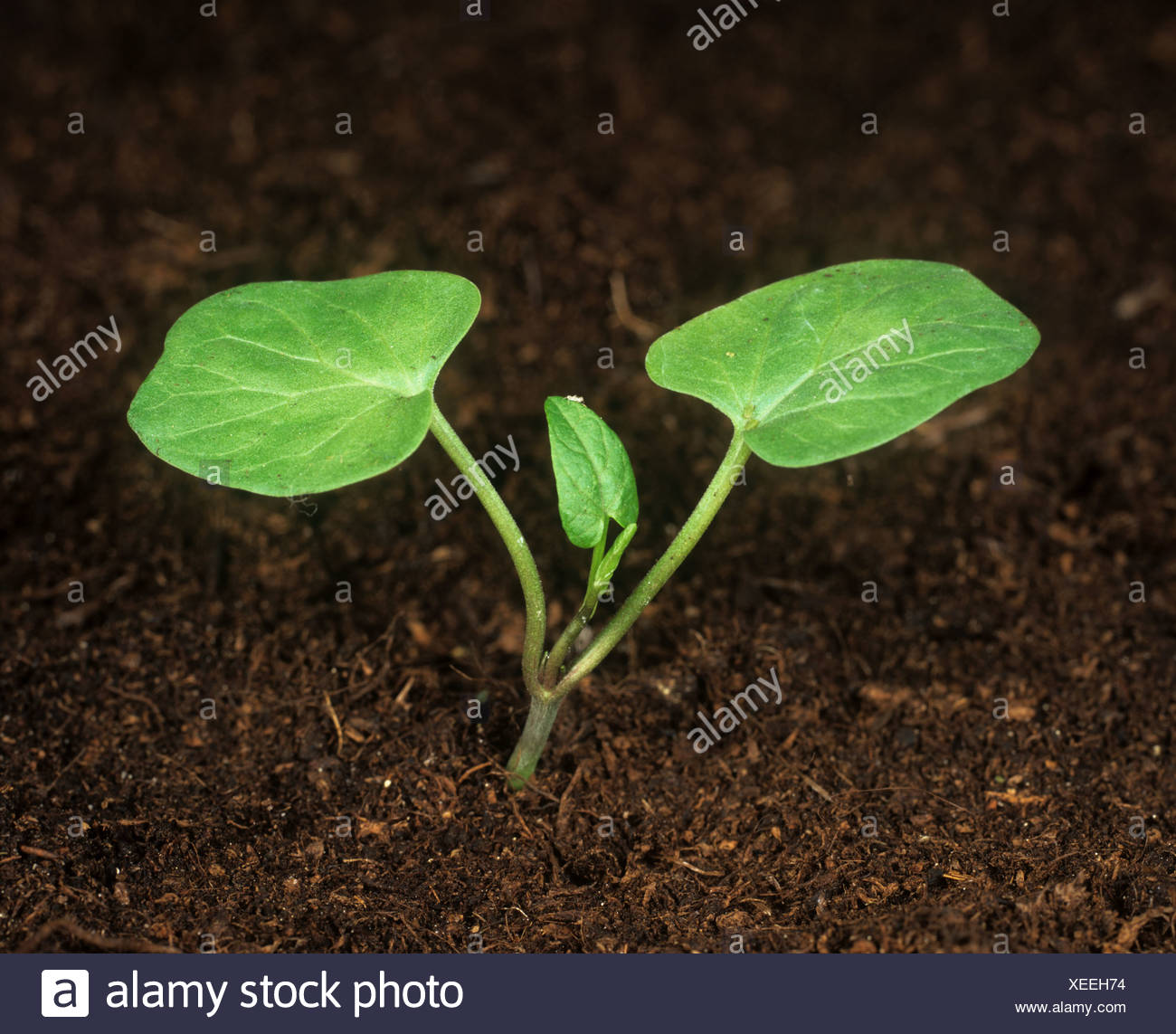 Calystegia Sepium High Resolution Stock Photography and Images - Alamy