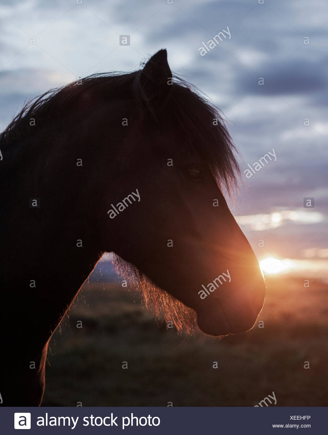 Horses Head High Resolution Stock Photography and Images - Alamy