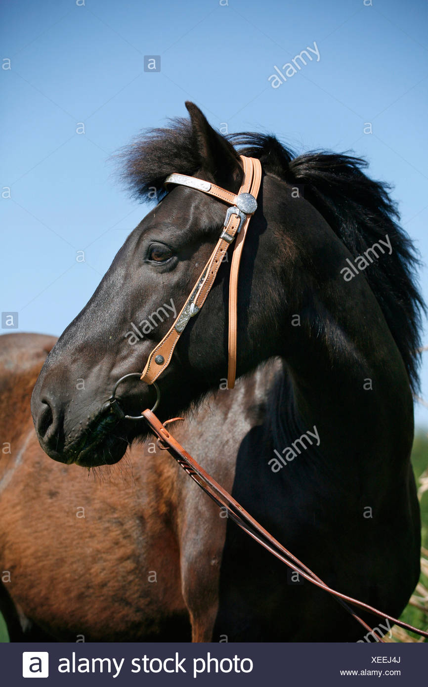 Rappe Black Horse High Resolution Stock Photography and Images - Alamy