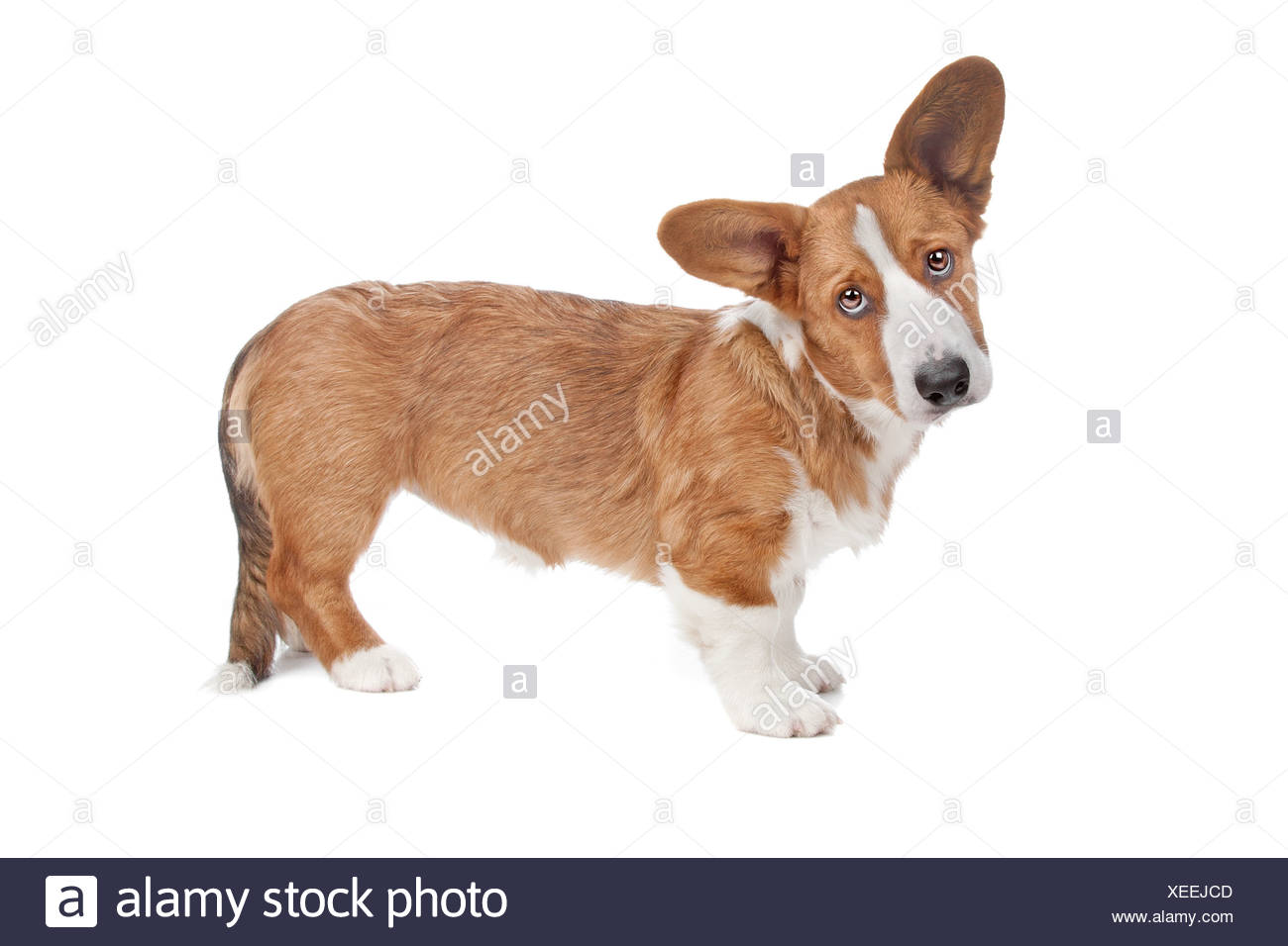 Pembroke Welsh Corgi And Herding High Resolution Stock Photography and ...