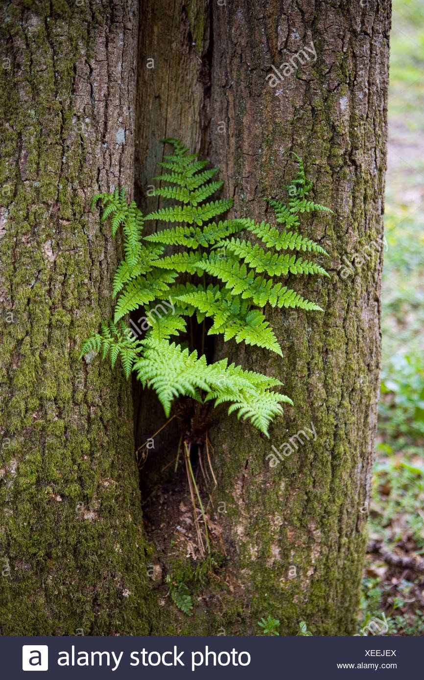 Fern Tree Study High Resolution Stock Photography and Images - Alamy