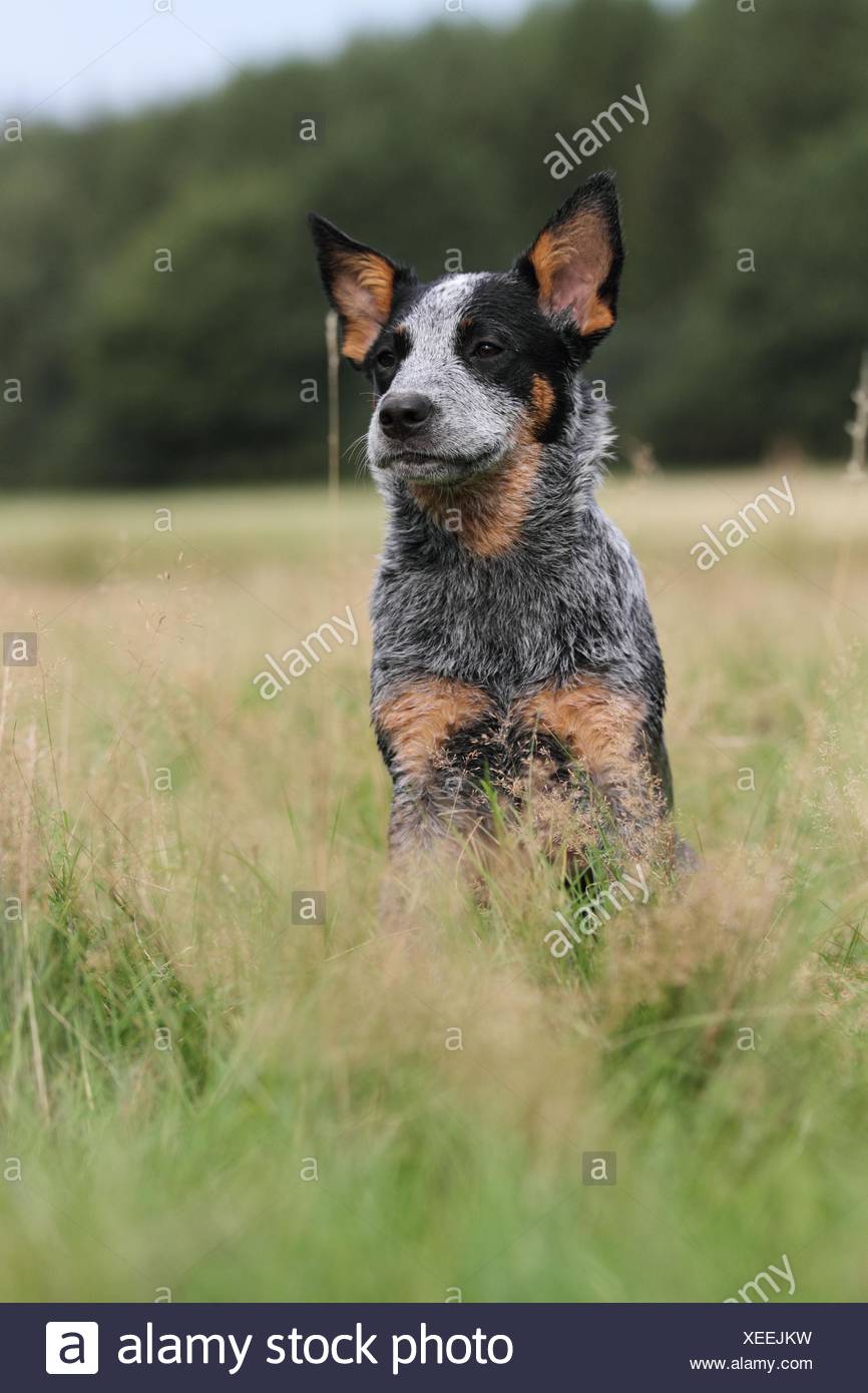 Australian Heeler High Resolution Stock Photography and Images - Alamy