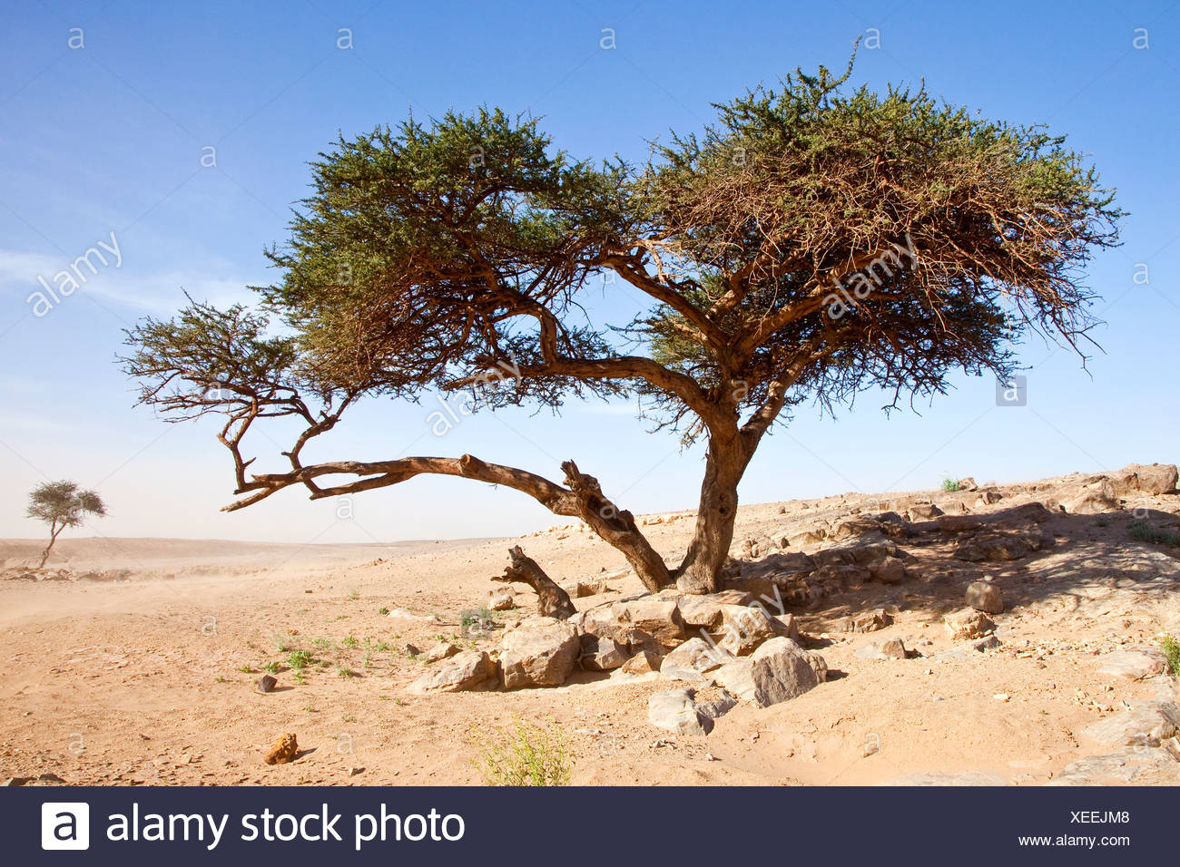 Tamarisk Africa Stock Photos & Tamarisk Africa Stock Images - Alamy