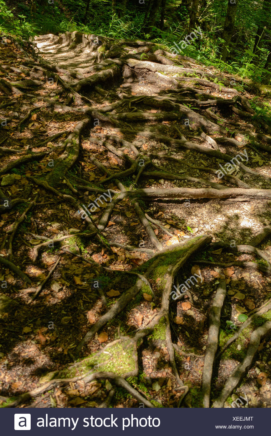 Roots Intertwined High Resolution Stock Photography and Images - Alamy