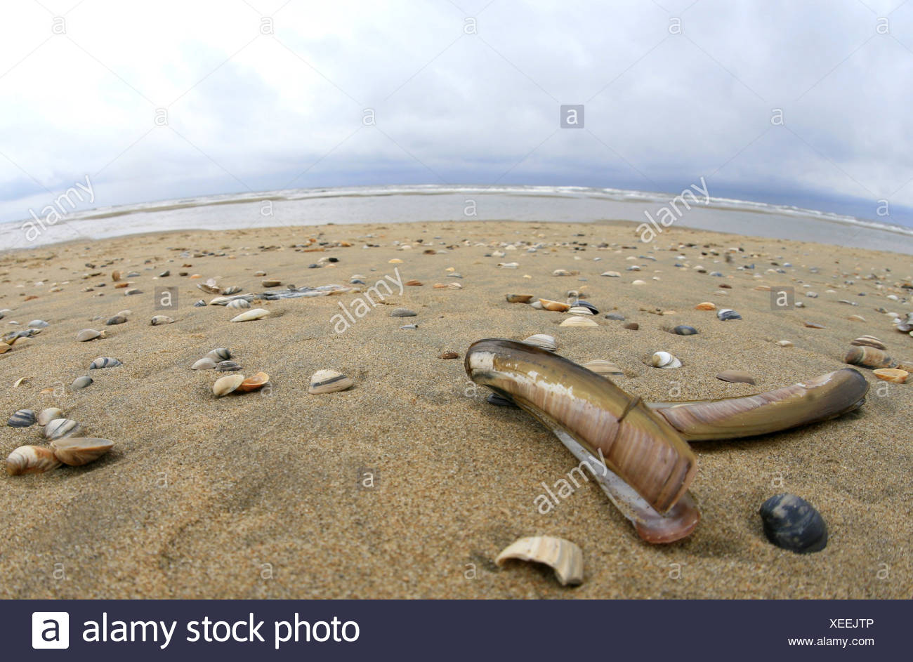 Atlantic Surf Clam High Resolution Stock Photography and Images - Alamy