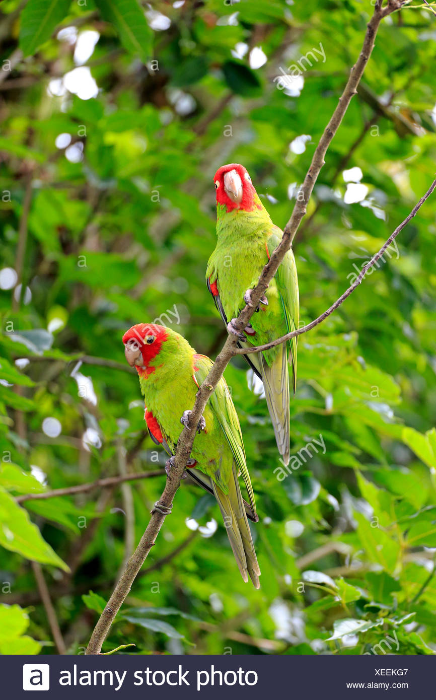 Scarlet Fronted Parakeet Stock Photos & Scarlet Fronted Parakeet Stock ...