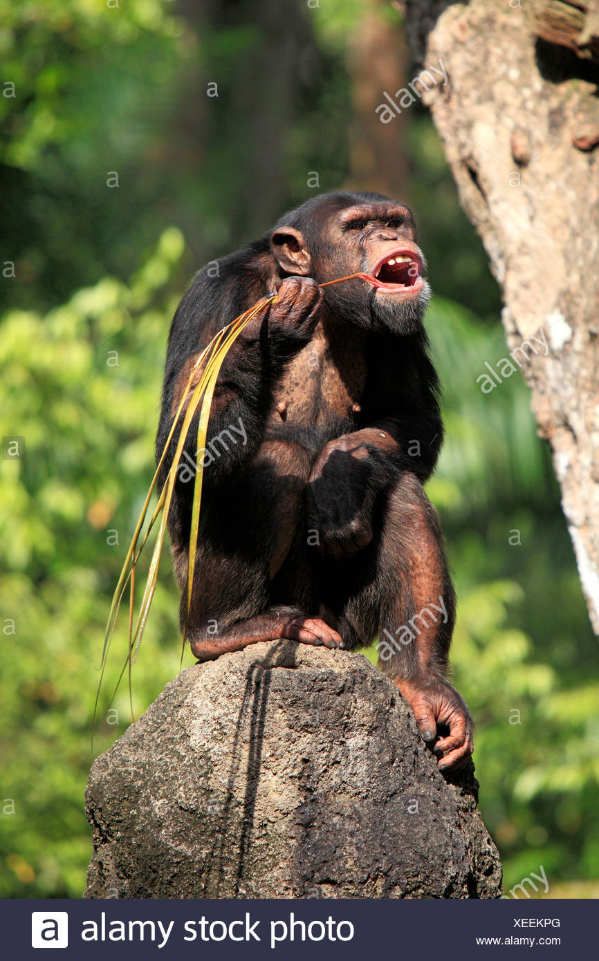 Chimpanzee Upright High Resolution Stock Photography and Images - Alamy