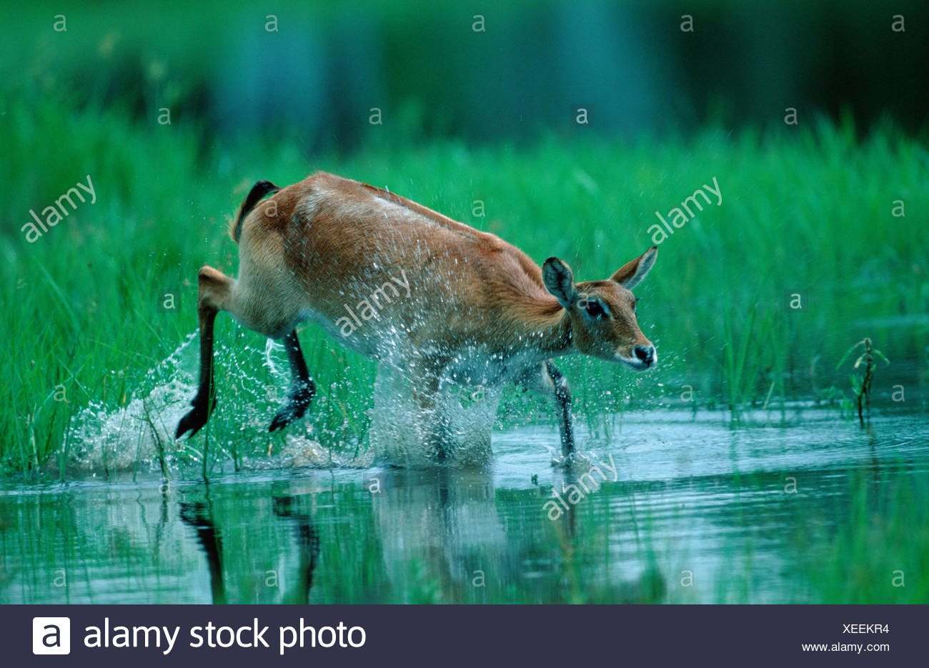 Lechwe Waterbuck High Resolution Stock Photography and Images - Alamy