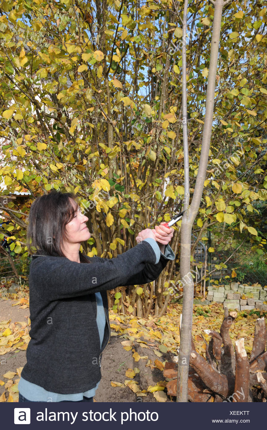 Sugar Maple Tree Branches Stock Photos & Sugar Maple Tree Branches ...