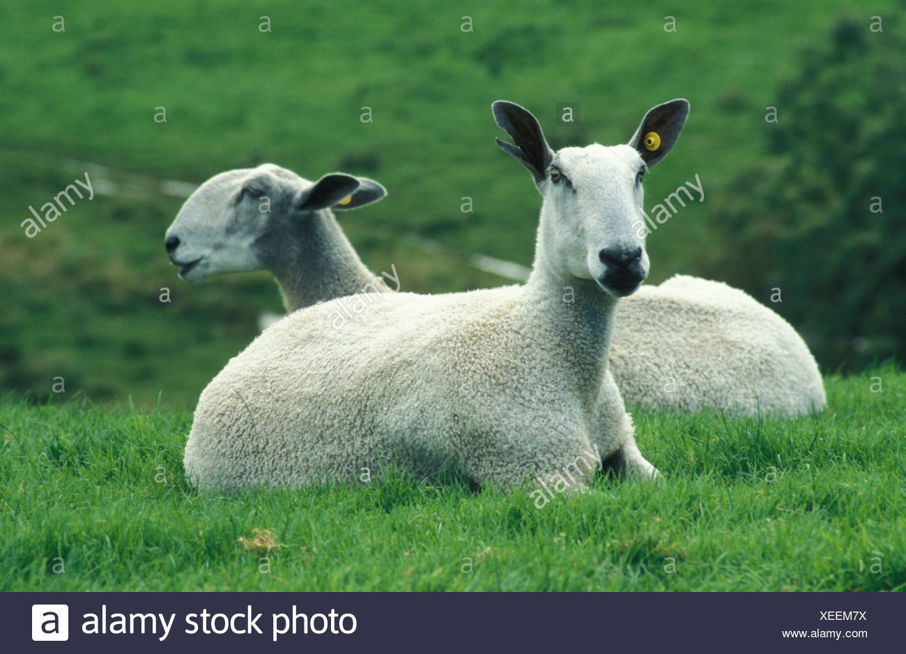 Blue Faced Leicester Sheep High Resolution Stock Photography and Images ...