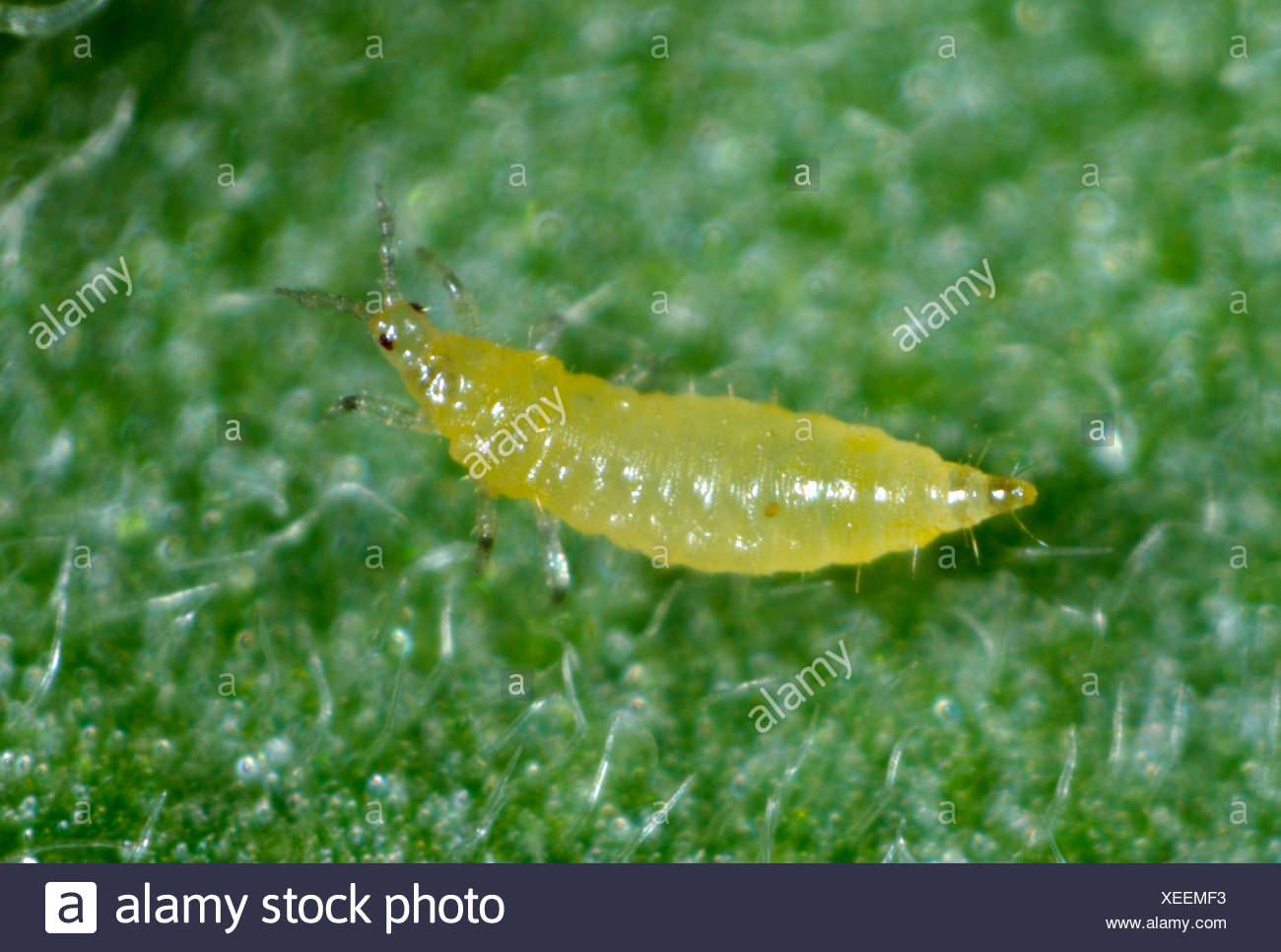 Western Flower Thrip Frankliniella Occidentalis High Resolution Stock ...
